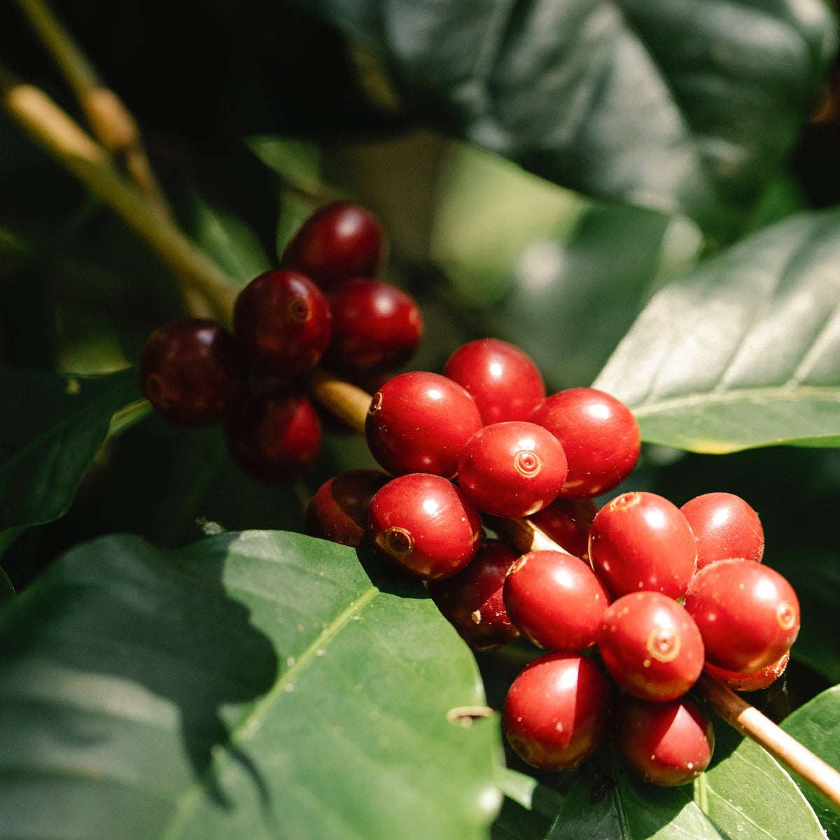 Arabian Mocha Sanani (5 lb) – Gourmet Coffee
